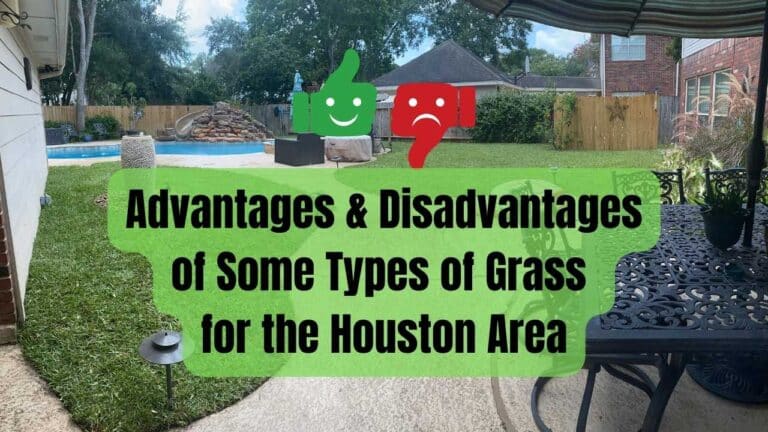 Houston Grass - Quality Second to None - Pearland Sugar Land