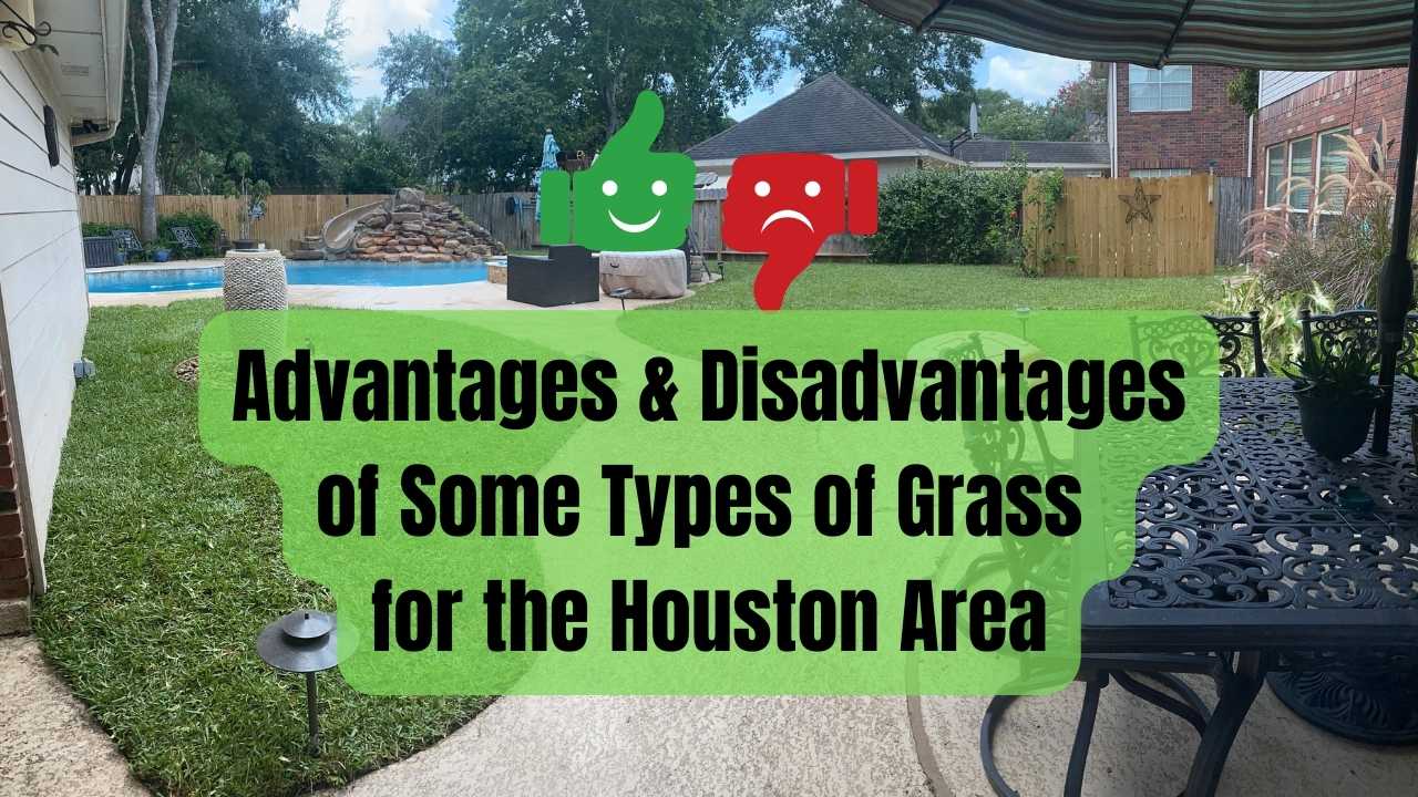 Houston Grass - Quality Second to None - Pearland Sugar Land