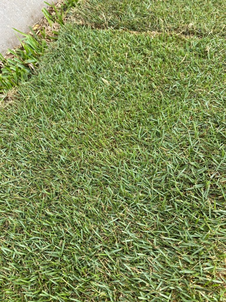Best Grass Types for Houston Sugar Land Missouri City Pearland