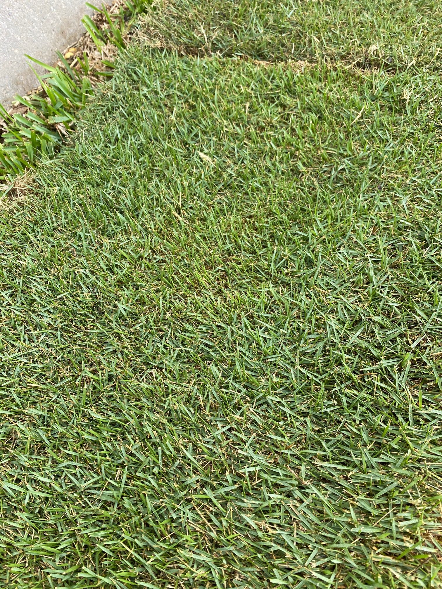Best Grass Types for Houston Sugar Land Missouri City Pearland