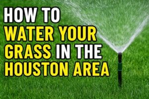 Houston Grass - Quality Second to None - Pearland Sugar Land