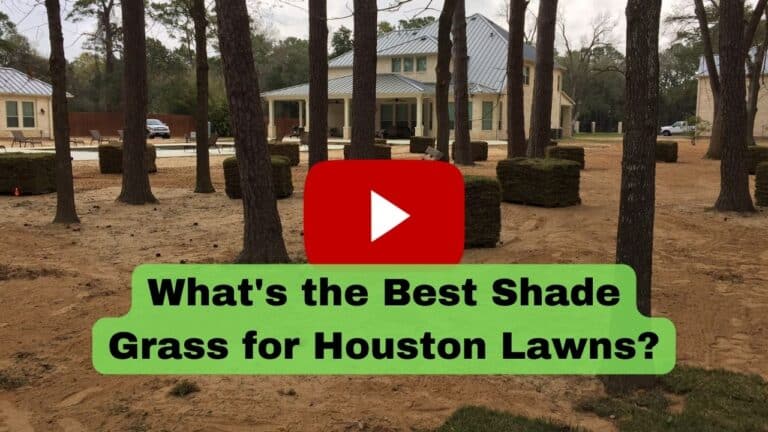 Houston Grass - Quality Second to None - Pearland Sugar Land Richmond